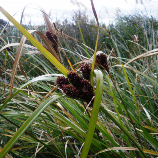 Coastal Cutty Grass (Cyperus Ustulatus) Plant Care & How to Grow, Water