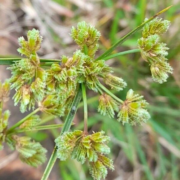 Green Flat Sedge (Cyperus Virens) Plant Care & How to Grow, Water