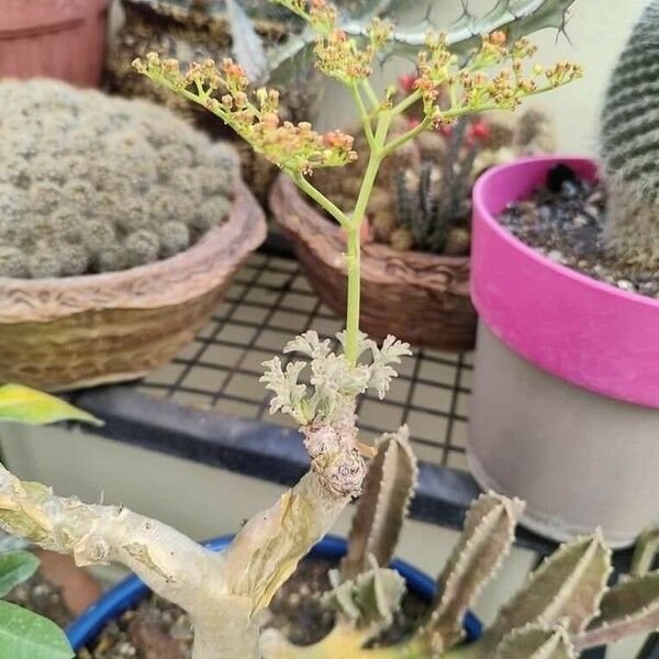 Cyphostemma Adenocarpum Plant Care & How to Grow, Water