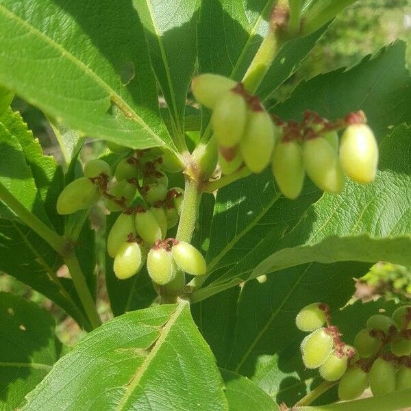 Cyphostemma Crotalarioides Plant Care & How to Grow, Water