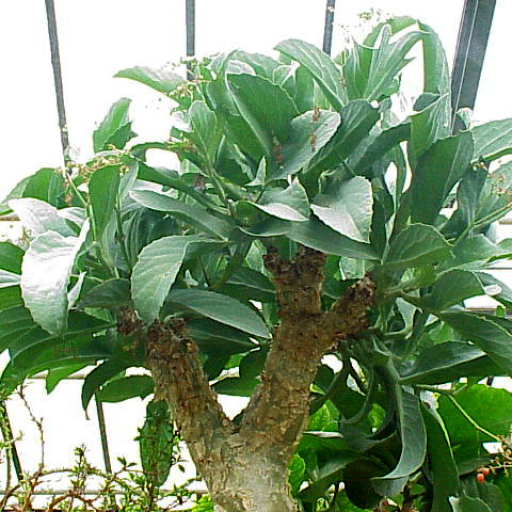 Cobas Tree (Cyphostemma Currorii) Plant Care & How to Grow, Water