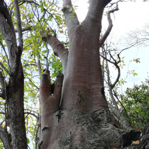 Cyphostemma Mappia Plant Care & How to Grow, Water