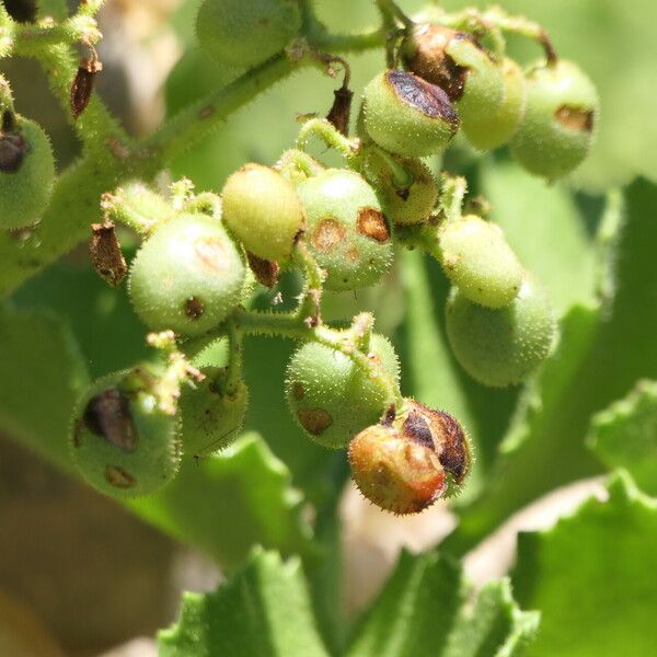 Cyphostemma Uter Plant Care & How to Grow, Water