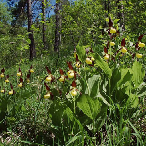 Lady's-Slipper (Cypripedium Calceolus) Plant Care & How to Grow, Water