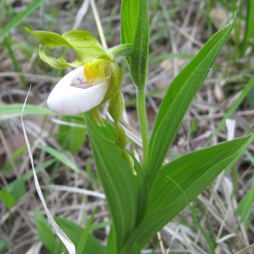White Lady's-Slipper (Cypripedium Candidum) Plant Care & How to Grow, Water