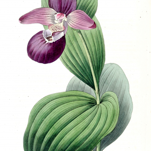 Rosy Lady's Slipper (Cypripedium Macranthos) Plant Care & How to Grow ...