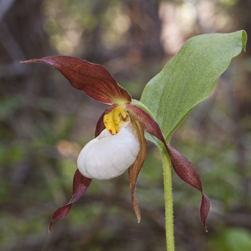 Mountain Lady's-slipper (Cypripedium Montanum) Plant Care & How to Grow ...