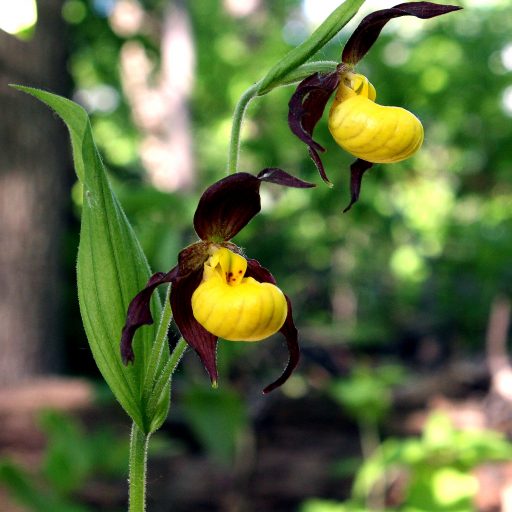 Yellow Lady's-Slipper (Cypripedium Parviflorum) Plant Care & How to ...