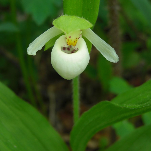 Sparrow-Egg Lady's-Slipper (Cypripedium Passerinum) Plant Care & How to ...