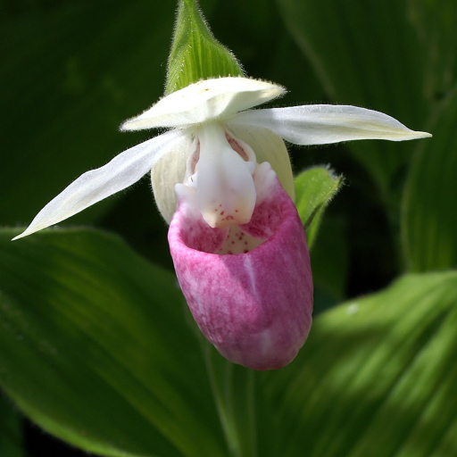 Queen Lady's-Slipper (Cypripedium Reginae) Plant Care & How to Grow, Water
