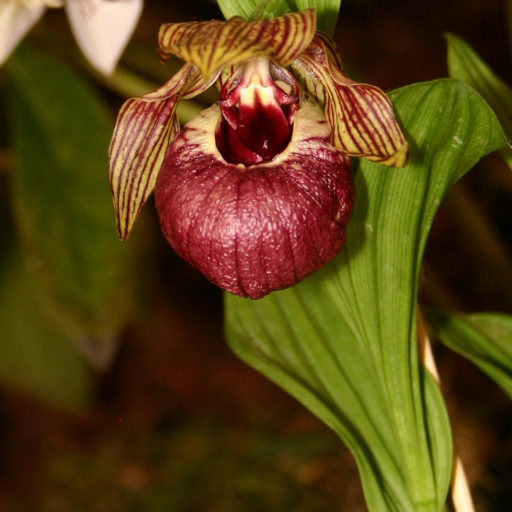 Lady's Slipper Orchid (Cypripedium Tibeticum) Plant Care & How to Grow ...