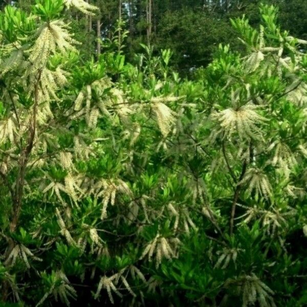 Black Titi (Cyrilla Racemiflora) Plant Care & How to Grow, Water