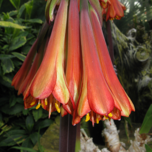 Falcate Fire Lily (Cyrtanthus Falcatus) Plant Care & How to Grow, Water