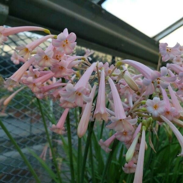 Kei Lily (Cyrtanthus Sanguineus) Care Guide: Water, Soil & Propagation ...
