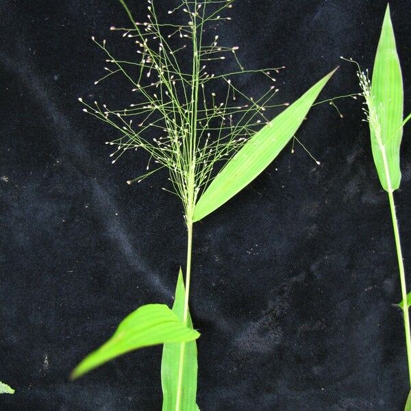 Broad-Leaved Bowgrass (Cyrtococcum Patens) Plant Care & How to Grow, Water