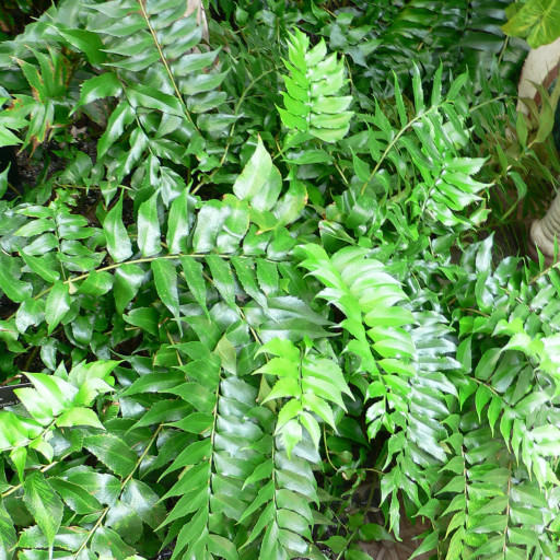 Japanese Holly Fern (Cyrtomium Falcatum) Plant Care & How to Grow, Water