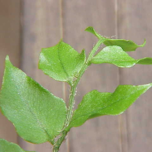 Asian Netvein Hollyfern (Cyrtomium Fortunei) Plant Care & How to Grow ...