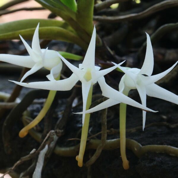 Cyrtorchis Hamata Plant Care & How to Grow, Water