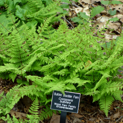 Bulblet Bladderfern (Cystopteris Bulbifera) Plant Care & How to Grow, Water