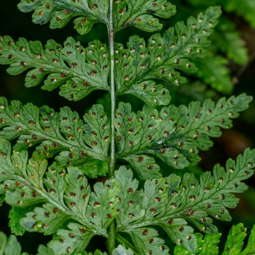 Cystopteris Diaphana Plant Care & How to Grow, Water