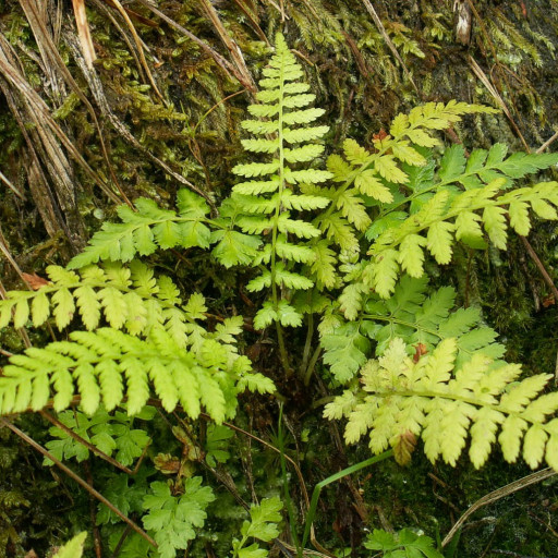 Brittle Bladder Fern (Cystopteris Fragilis) Plant Care & How to Grow, Water