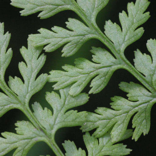 Mountain Bladder Fern (Cystopteris Montana) Plant Care & How to Grow, Water