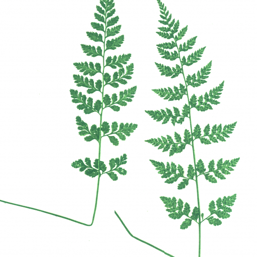 Lowland Bladder Fern (Cystopteris Protrusa) Plant Care & How to Grow, Water