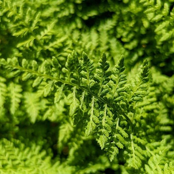 Sudeten Bladder Fern (Cystopteris Sudetica) Plant Care & How to Grow, Water