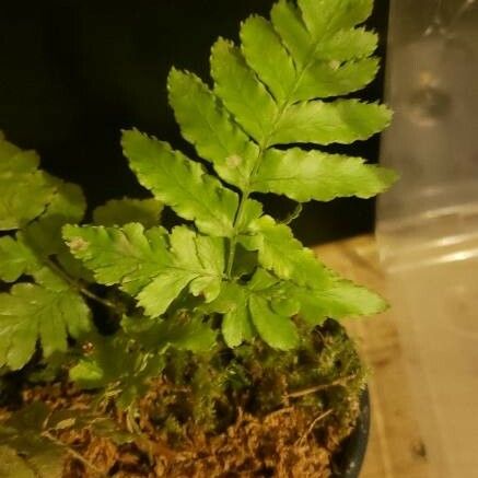 Tennessee Bladderfern (Cystopteris Tennesseensis) Plant Care & How to ...