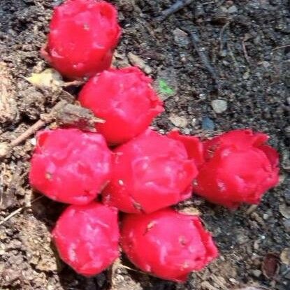 Red Rockrose-Parasite (Cytinus Ruber) Plant Care & How to Grow, Water