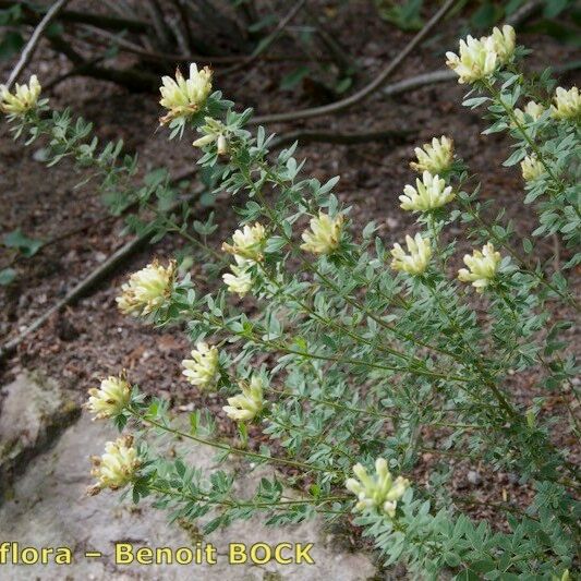White Broom (Cytisus Albus) Plant Care & How to Grow, Water