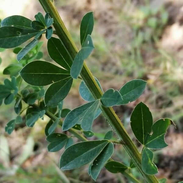 Catalan Broom (Cytisus Arboreus) Plant Care & How to Grow, Water