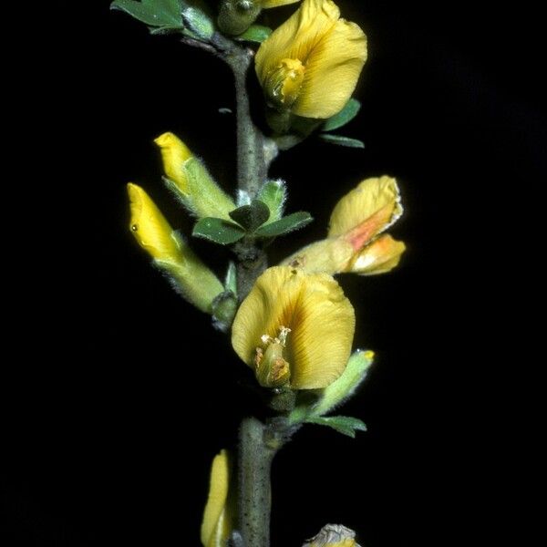 Cytisus Elongatus Plant Care & How to Grow, Water
