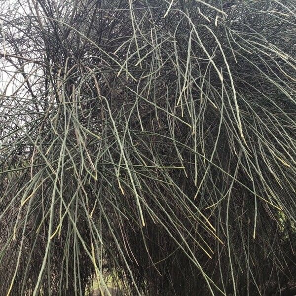 Cytisus Filipes Care Guide: Water, Soil & Propagation - Plantiary
