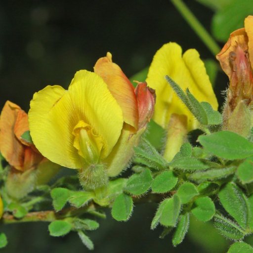 Hairy Broom (Cytisus Hirsutus) Plant Care & How to Grow, Water