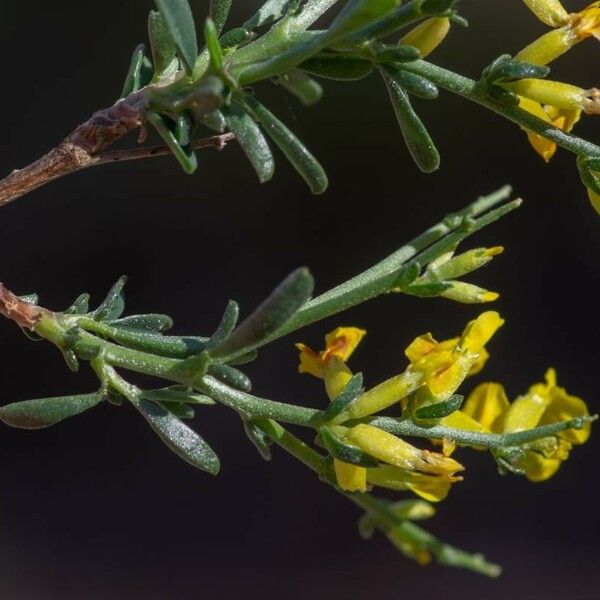 Spiny Broom (Cytisus Laniger) Plant Care & How to Grow, Water