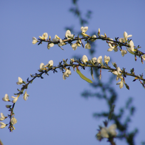 White Spanishbroom (Cytisus Multiflorus) Plant Care & How to Grow, Water