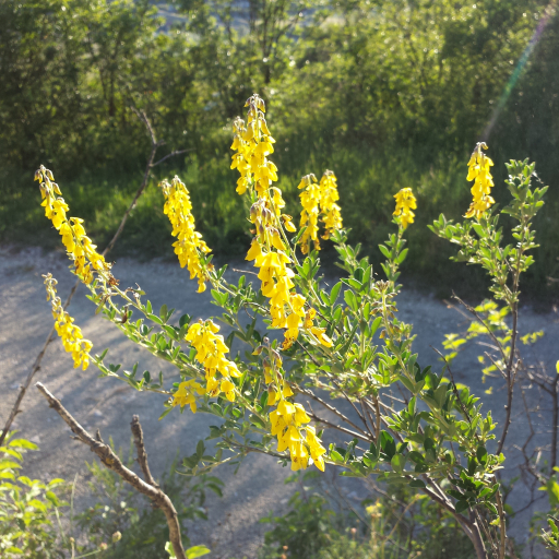 Black Broom (Cytisus Nigricans) Plant Care & How to Grow, Water