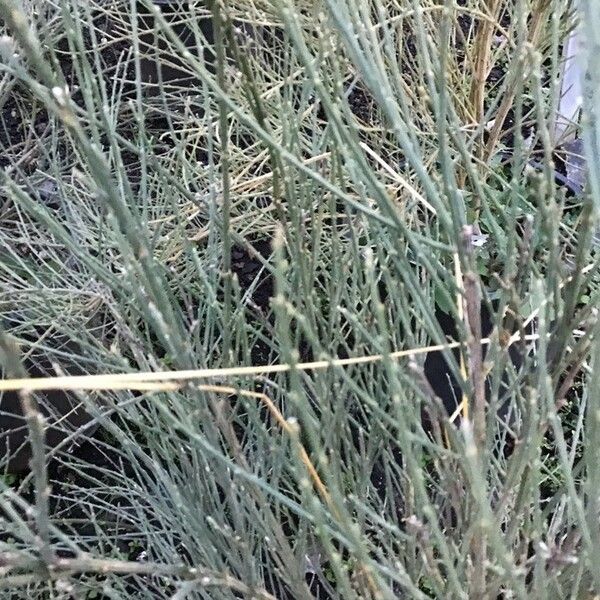 Warminster Broom (Cytisus Praecox) Care Guide: Water, Soil ...