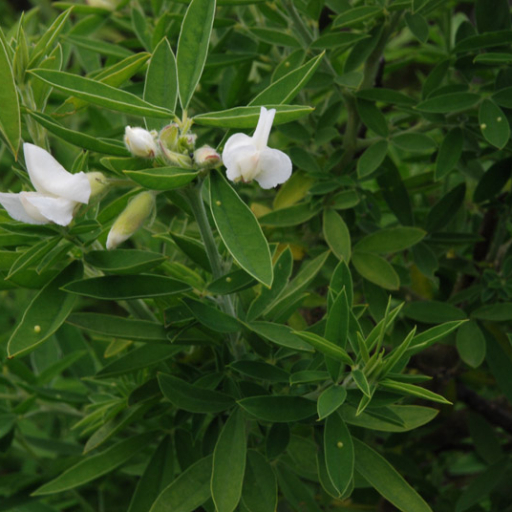 Tree Lucerne (Cytisus Proliferus) Plant Care & How to Grow, Water