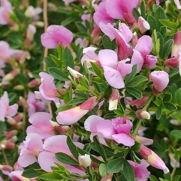 Purple Broom (Cytisus Purpureus) Plant Care & How to Grow, Water