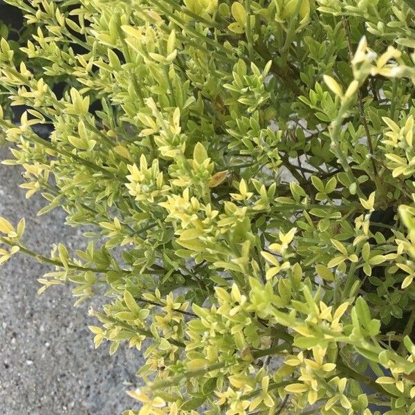 Cytisus Racemosus Plant Care & How to Grow, Water