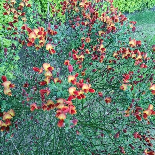 Cytisus X Dallimorei Care Guide: Water, Soil & Propagation - Plantiary