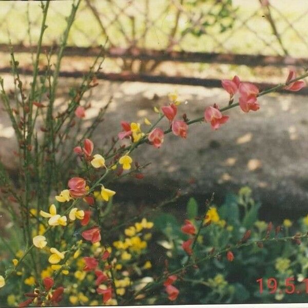 Warminster Broom (Cytisus X Praecox) Plant Care & How to Grow, Water
