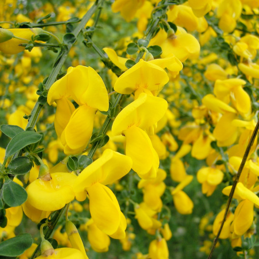 Brooms (Cytisus) Care Guide: Water, Soil & Propagation - Plantiary