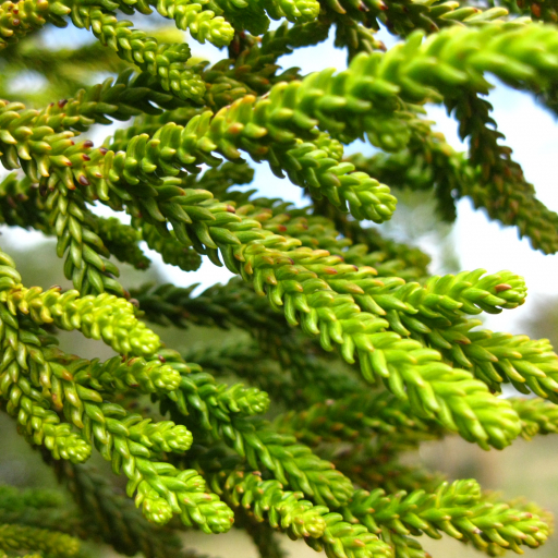 Dacrydium Balansae Plant Care & How to Grow, Water