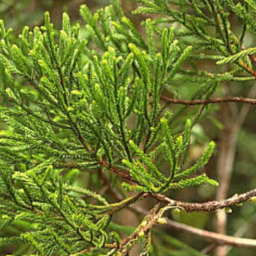 Dacrydium Gibbsiae Plant Care & How to Grow, Water
