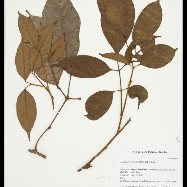 Dacryodes Costata Plant Care & How to Grow, Water