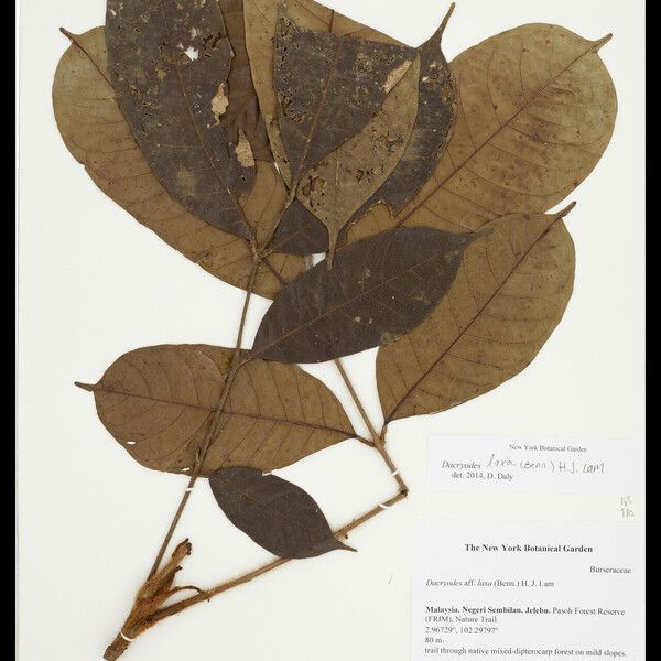 Dacryodes Laxa Plant Care & How to Grow, Water