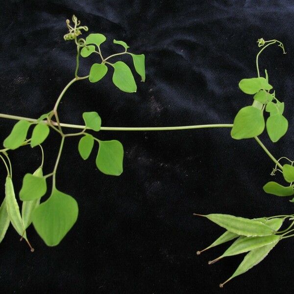Dactylicapnos Odontocarpa Care Guide: Water, Soil & Propagation - Plantiary